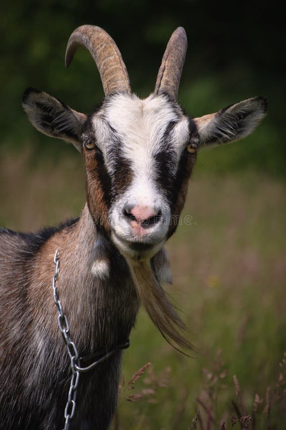 Goat stock photo. Image of horn, sharp, animal, closeup - 19732474