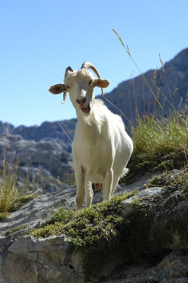 Goats on Cyprus Hills stock image. Image of ridge, feed - 20043957