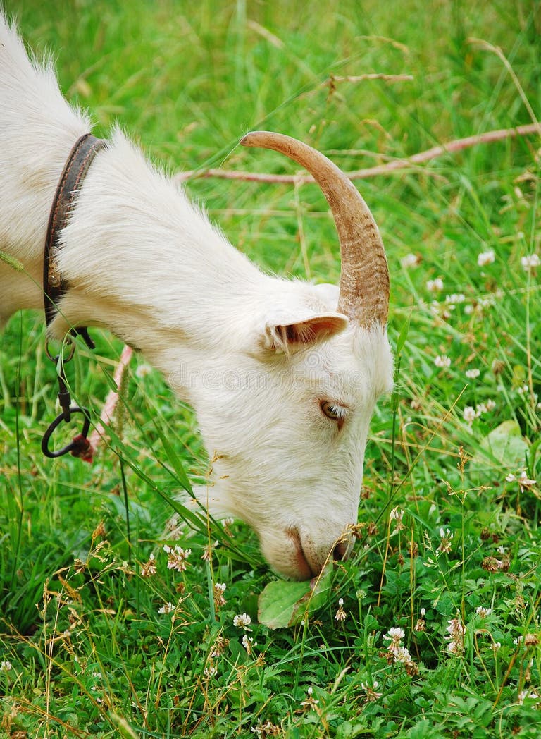 4,618 Fluffy Goat Stock Photos - Free & Royalty-Free Stock Photos from ...