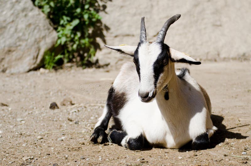 Goat stock photo. Image of country, goat, field, beautiful - 20830168