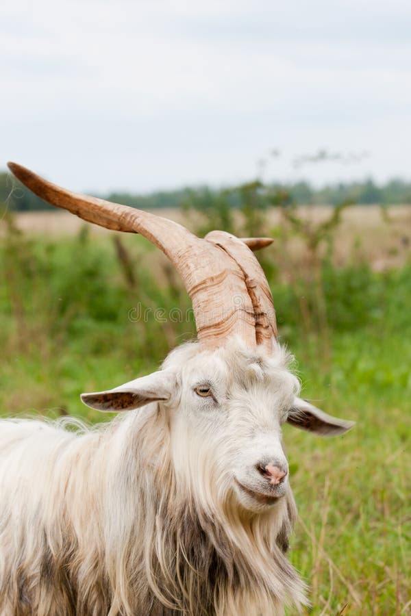Goat stock photo. Image of agriculture, male, nature - 22291204