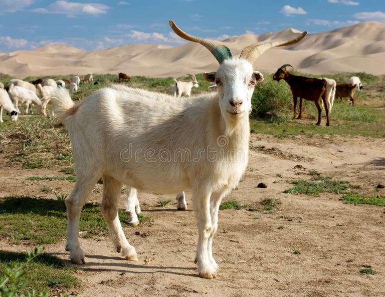 Goat stock image. Image of gobi, nanny, mongolian, mongolic - 23015473