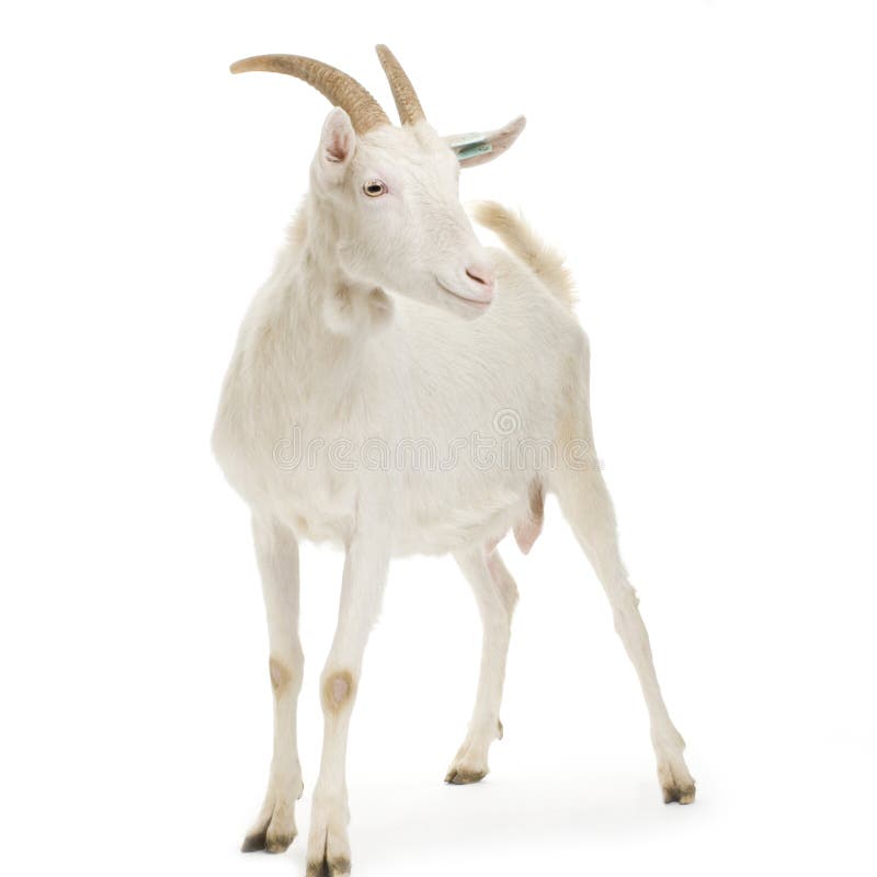 Goat stock image. Image of farm, shoot, animals, livestock - 2307979