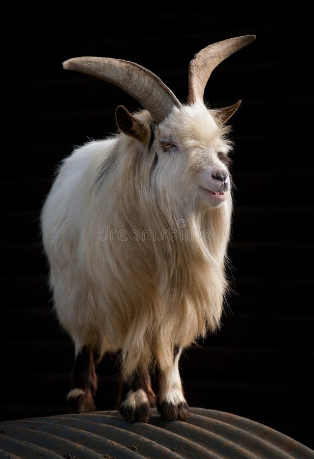 Goat stock photo. Image of horns, skin, farm, gruff, billy - 23486648