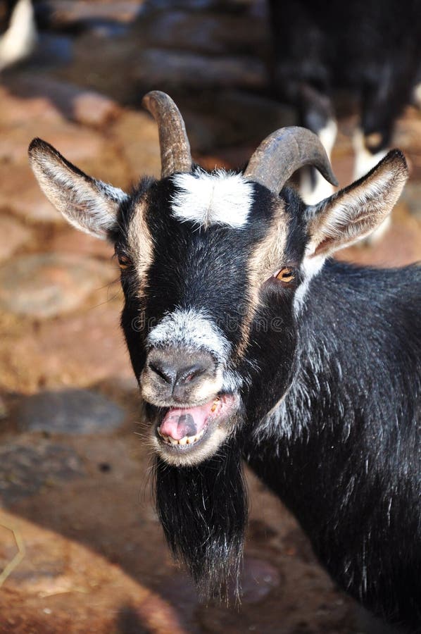 19+ Goat teeth Free Stock Photos - StockFreeImages