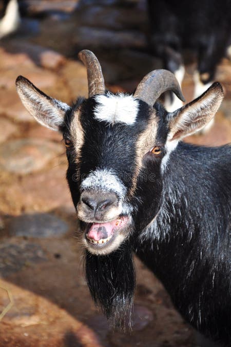 535 Goat Teeth Stock Photos - Free & Royalty-Free Stock Photos from ...