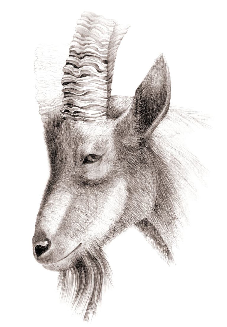 Goat Eyes Stock Illustrations – 4,390 Goat Eyes Stock Illustrations ...