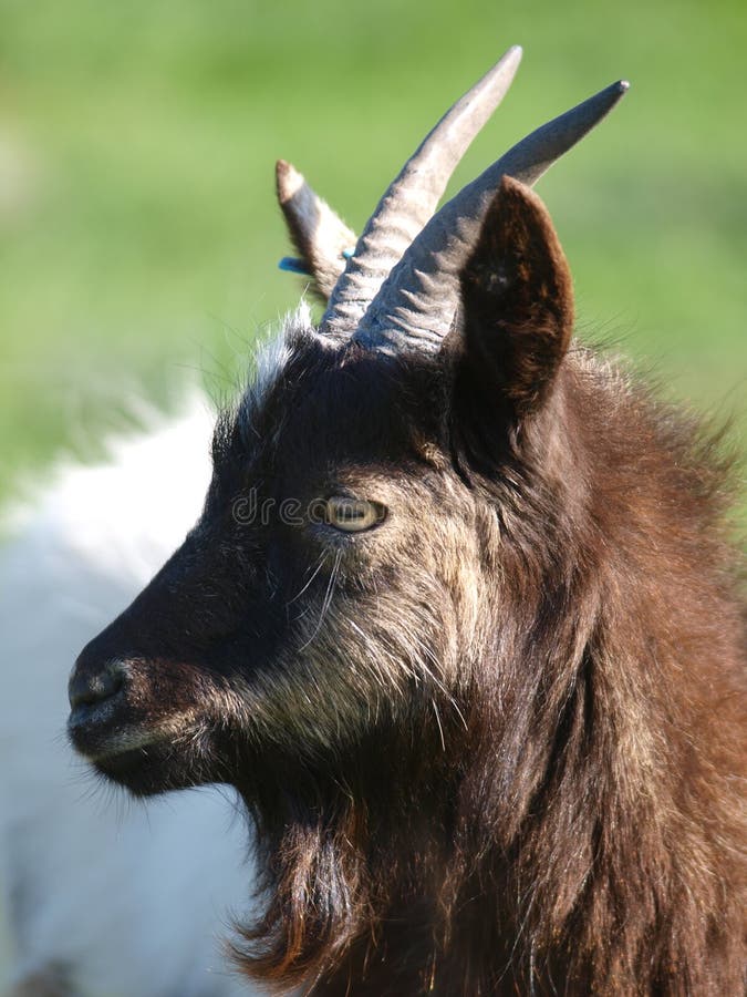 Bagot goat stock photo. Image of billy, beard, farm, goat - 43682020