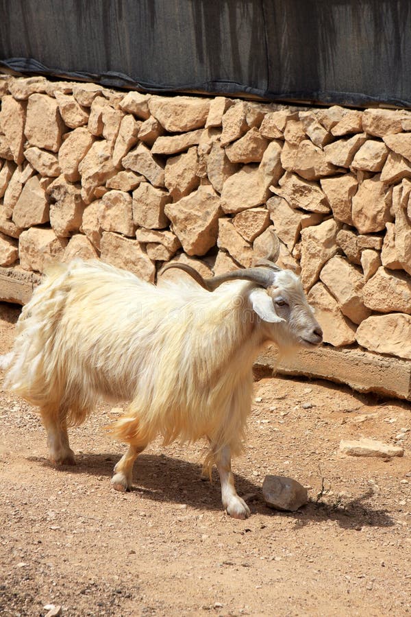 Goat stock photo. Image of israel, country, nature, environment - 24339136