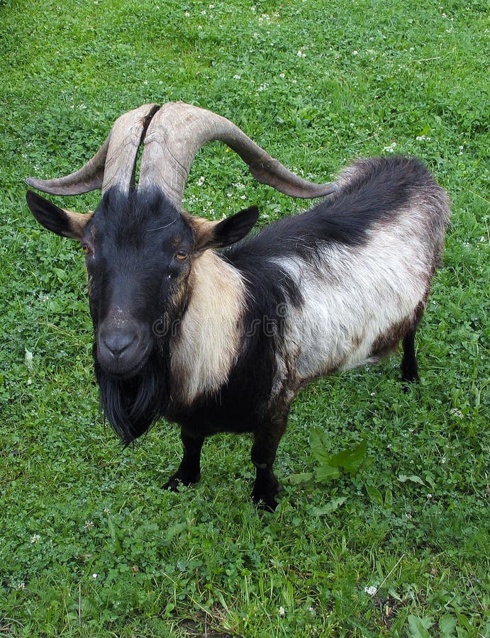 Goat stock photo. Image of horns, animal, horn, austria - 24984