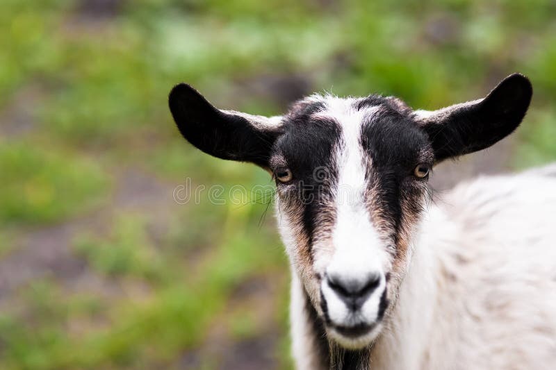 Goat stock image. Image of farming, mammal, baby, spring - 25718843