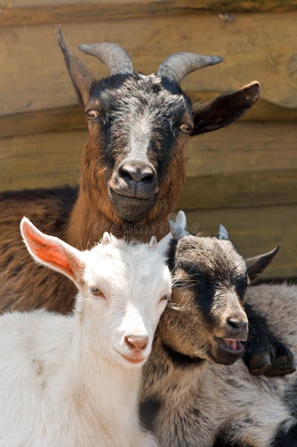 Goat stock photo. Image of goats, nature, domestic, outdoors - 25810086