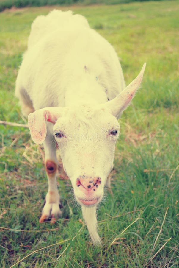 Old Goat stock image. Image of white, rural, animal, farm - 2595361