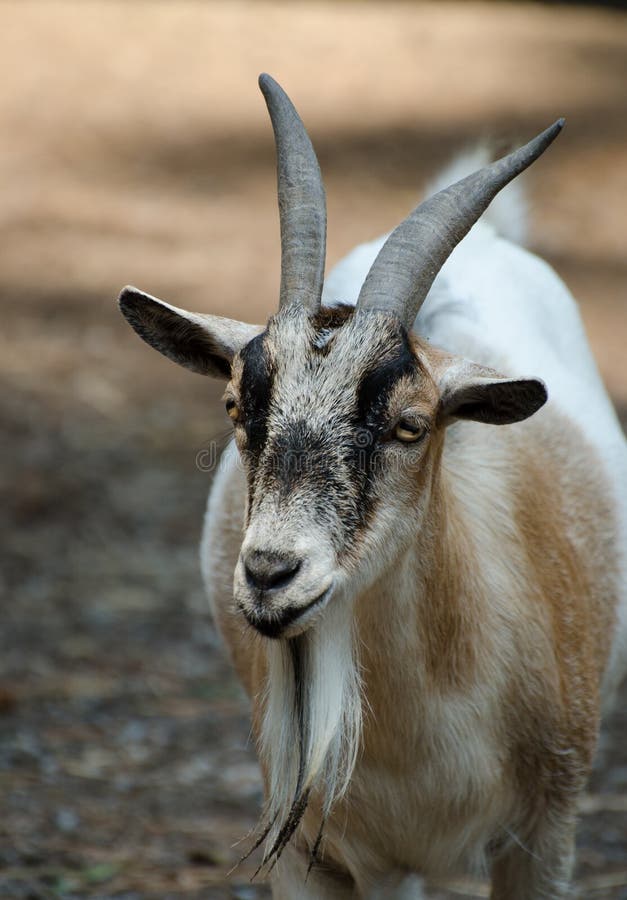 Male goat on farm stock image. Image of animal, brown - 14754309