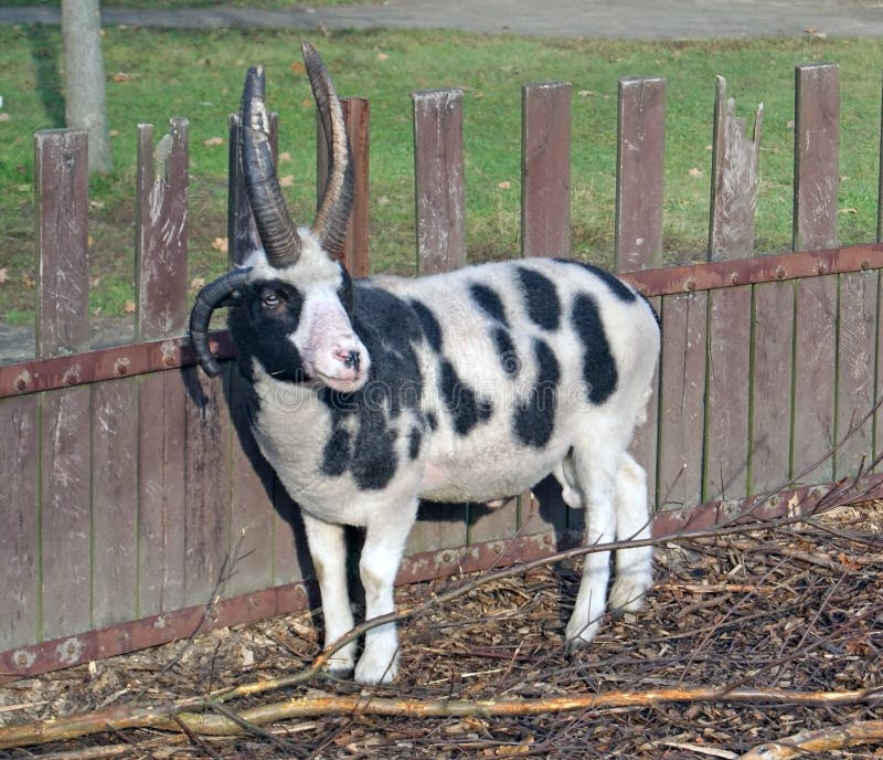 12,248 Old Goat Stock Photos - Free & Royalty-Free Stock Photos from ...