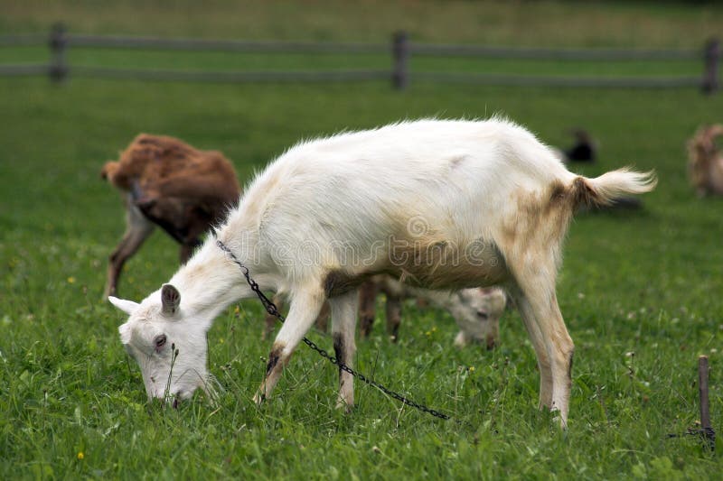 Goat Herding, Bagan Archaeological Zone, Heritage Site. Myanmar (Burma ...