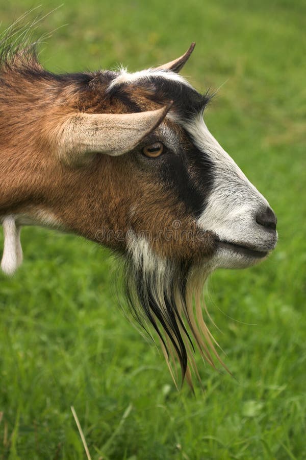 Goat Herding, Bagan Archaeological Zone, Heritage Site. Myanmar (Burma ...
