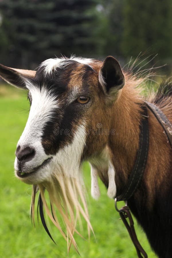 Goat Herding, Bagan Archaeological Zone, Heritage Site. Myanmar (Burma ...