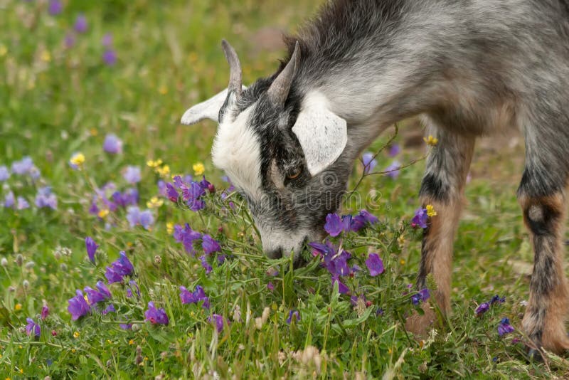 Goat stock image. Image of rural, eating, animal, purple - 28058683