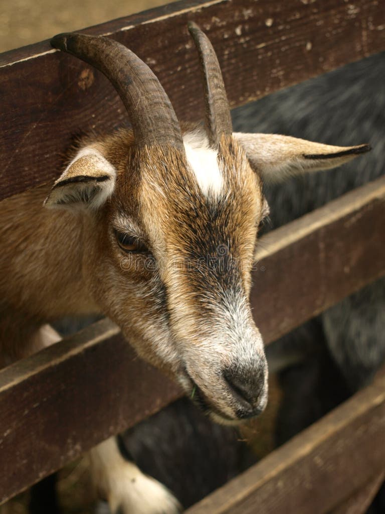 1,217 Goat Chewing Stock Photos - Free & Royalty-Free Stock Photos from ...