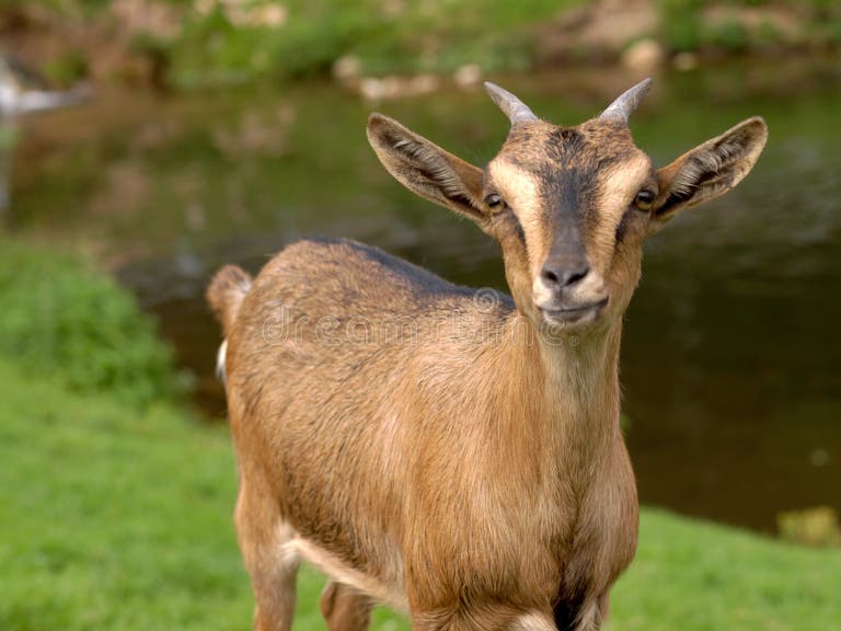 1,732 Goat Tail Stock Photos - Free & Royalty-Free Stock Photos from ...