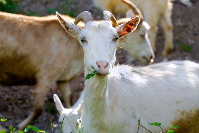 Goat stock image. Image of nature, goats, naturall, animals - 3437065