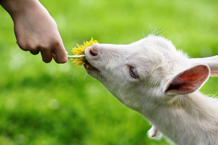 Goat stock photo. Image of garden, outside, farms, little - 3970548