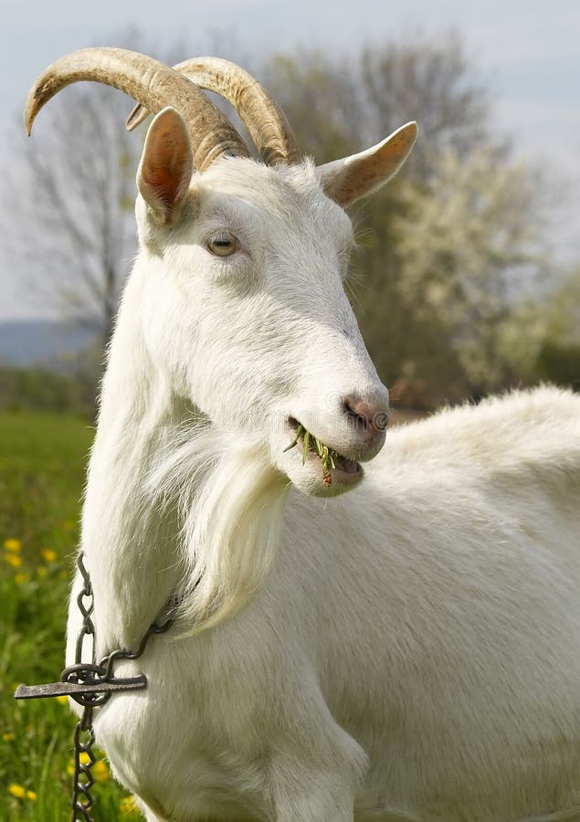 140+ Old goat Free Stock Photos - StockFreeImages