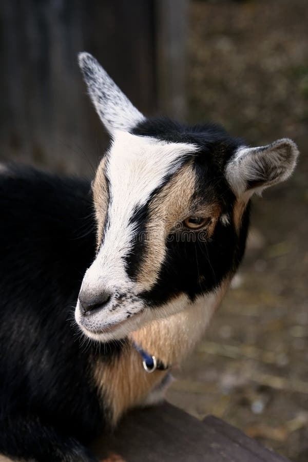 Dairy Goat stock photo. Image of livestock, dairy, milk - 33320598