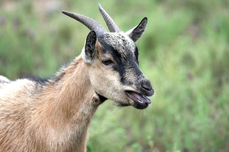 Goat stock image. Image of bleating, horned, barnyard - 5177689