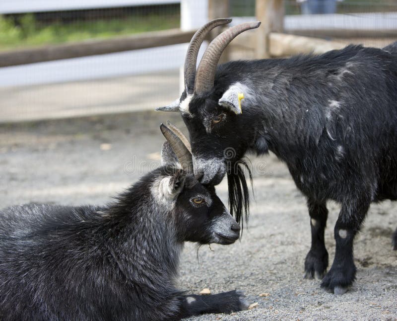 Goat stock image. Image of goat, lamb, fauna, goats, snout - 5193243