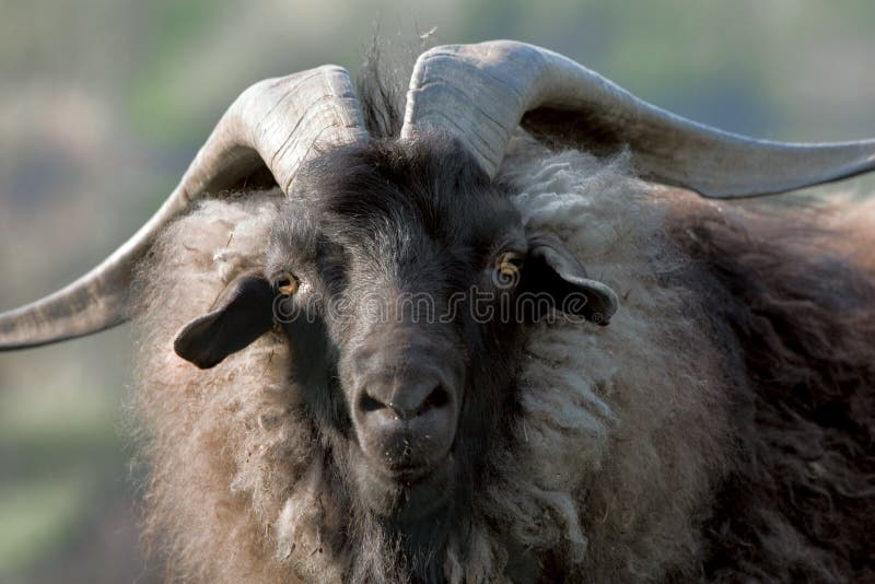 Hebridean black sheep stock photo. Image of domestic - 35416802