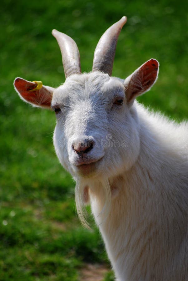 Goat stock image. Image of countryside, billy, bleat, horns - 5257919