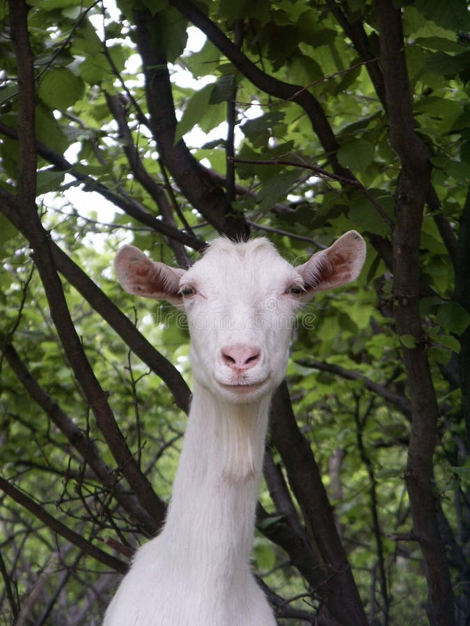 Alaskan Mountain goat stock image. Image of antlers, hooves - 44115339