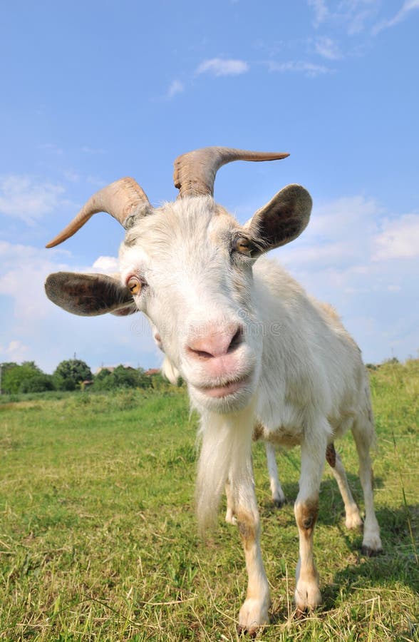 Goat stock image. Image of details, grass, cattle, freshness - 10361957