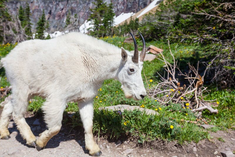 Goat stock image. Image of animal, goat, head, wild, heard - 54170497