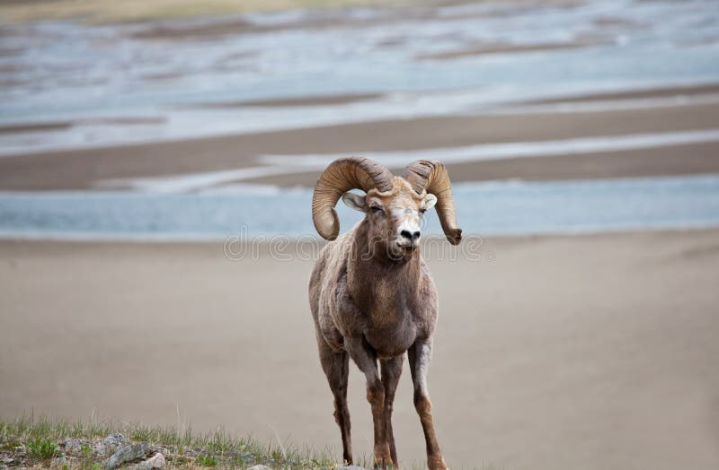 Goat stock image. Image of sheep, portrait, brown, stare - 54171561