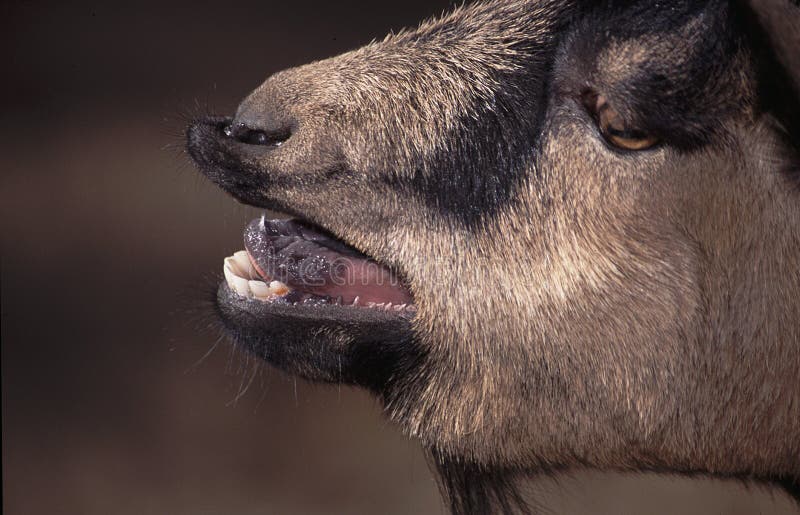 Goat stock image. Image of farm, teeth, animal, mammal - 543725