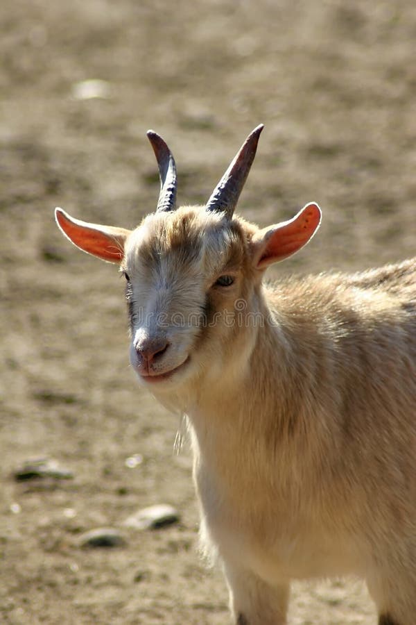 Goat stock photo. Image of nature, agriculture, close - 5444648