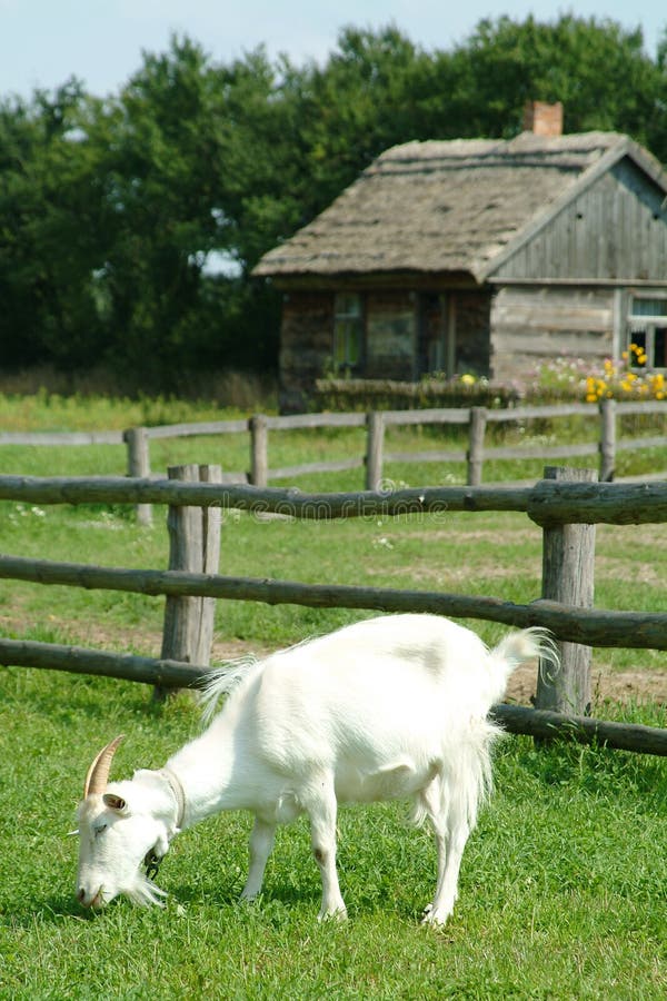 Old Goat Free Stock Photos & Pictures, Old Goat Royalty-Free and Public ...