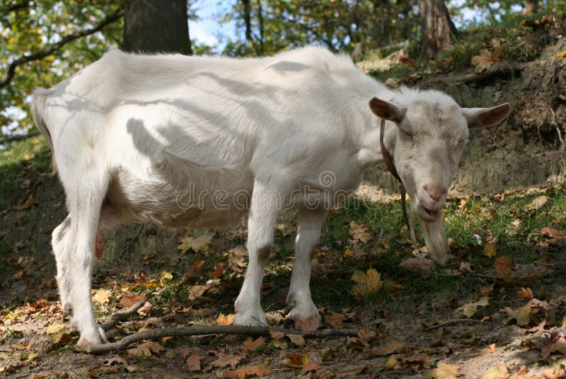 Goat 6 stock image. Image of mammals, domestic, still - 3386783