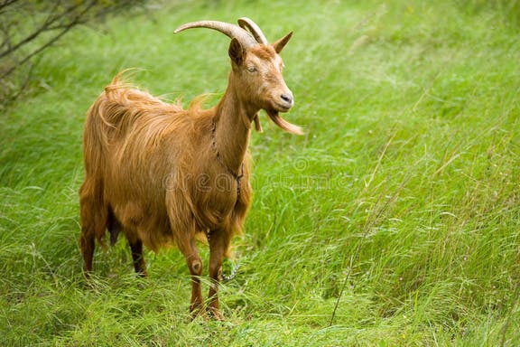 221,631 Goat Fireman Stock Photos - Free & Royalty-Free Stock Photos ...