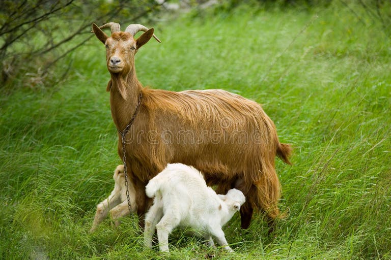 121 Billy Goat Kids Stock Photos - Free & Royalty-Free Stock Photos ...