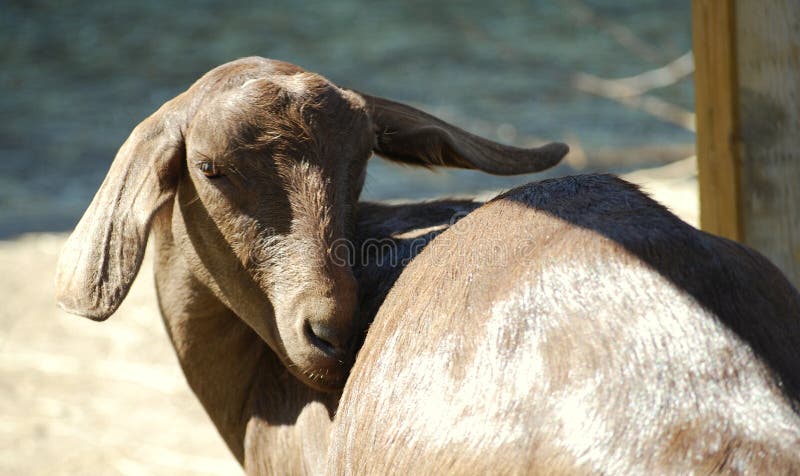 Goat stock image. Image of scratching, hair, back, herd - 6435631