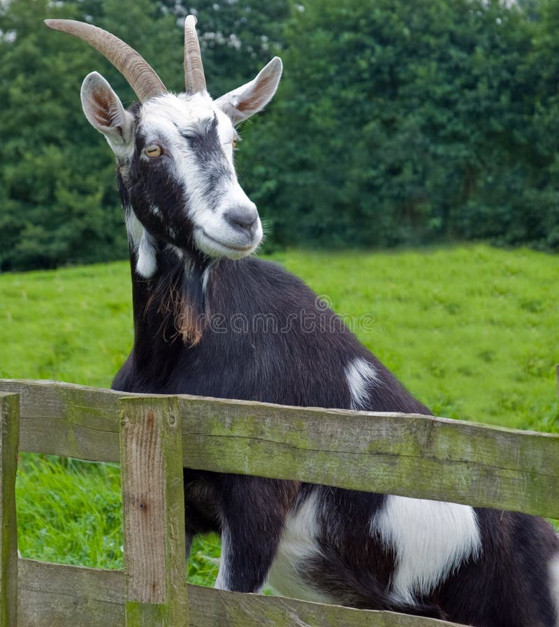 Goat stock image. Image of horns, goat, domesticated - 12727485