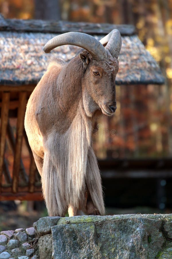 Old Goat Free Stock Photos & Pictures, Old Goat Royalty-Free and Public ...