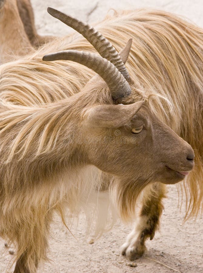 Green goat stock photo. Image of landscaping, summer, sculpture - 2065216