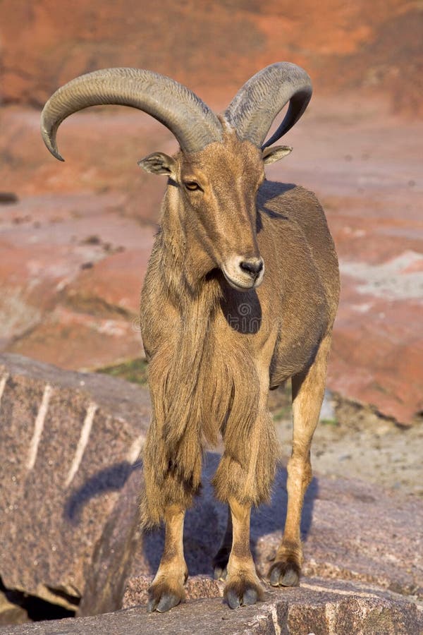 Goat stock image. Image of canada, king, horns, endangered - 7342503