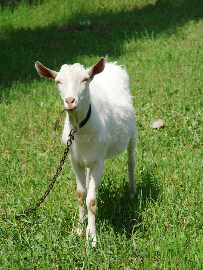 Goat stock image. Image of animal, shine, russia, goat - 771533