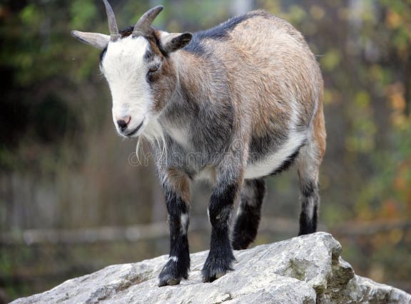Goat 8 stock photo. Image of stinking, goat, graze, portrait - 1453134